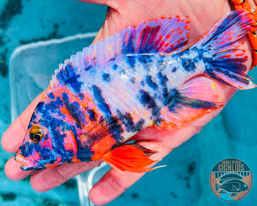 Raspberry OB Cichlid – Snake River Cichlids