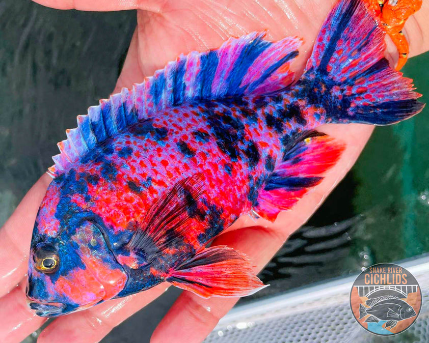 Raspberry OB Cichlid – Snake River Cichlids