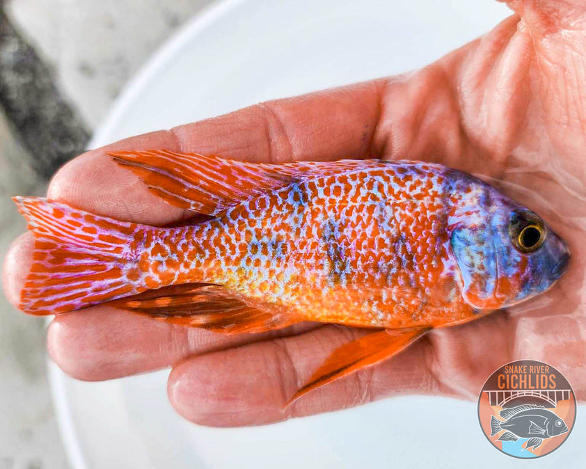 Raspberry OB Cichlid – Snake River Cichlids