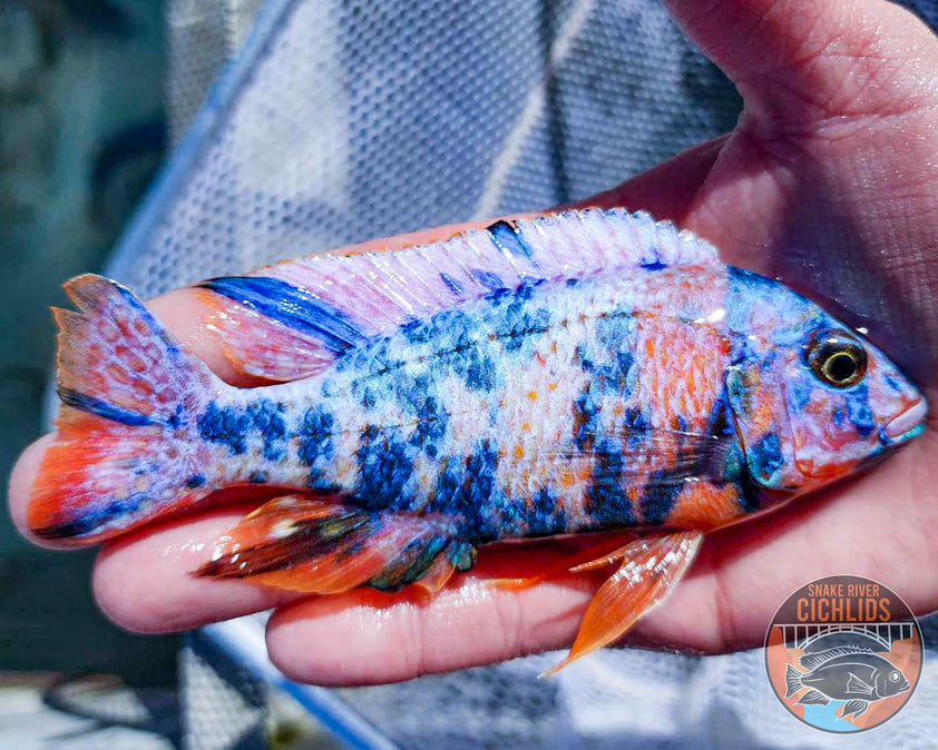 Raspberry OB Cichlid – Snake River Cichlids
