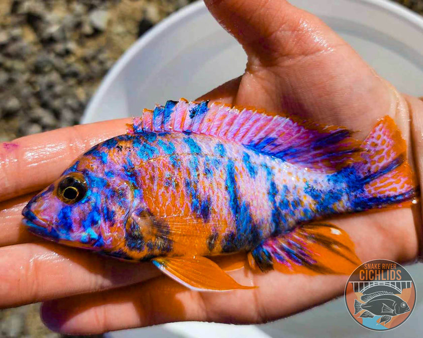 Raspberry OB Cichlid – Snake River Cichlids