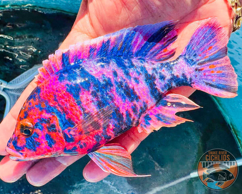 Raspberry OB Cichlid – Snake River Cichlids