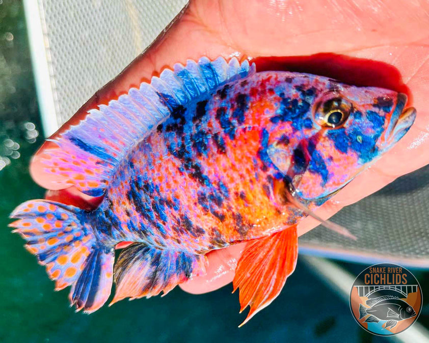 Raspberry OB Cichlid – Snake River Cichlids