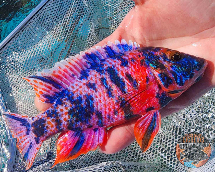 Raspberry OB Cichlid – Snake River Cichlids