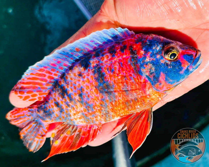 Raspberry OB Cichlid – Snake River Cichlids