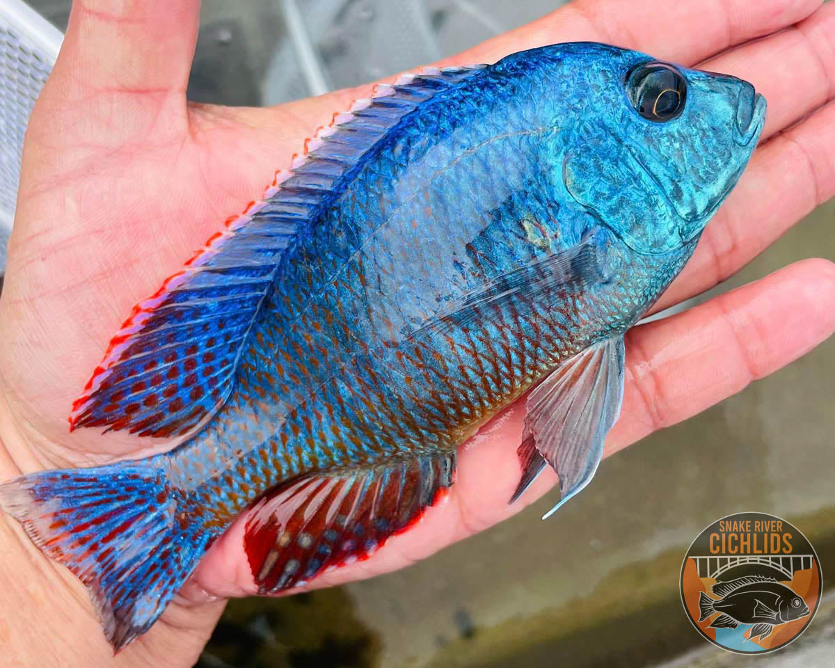 Red Empress Hap Cichlid – Snake River Cichlids