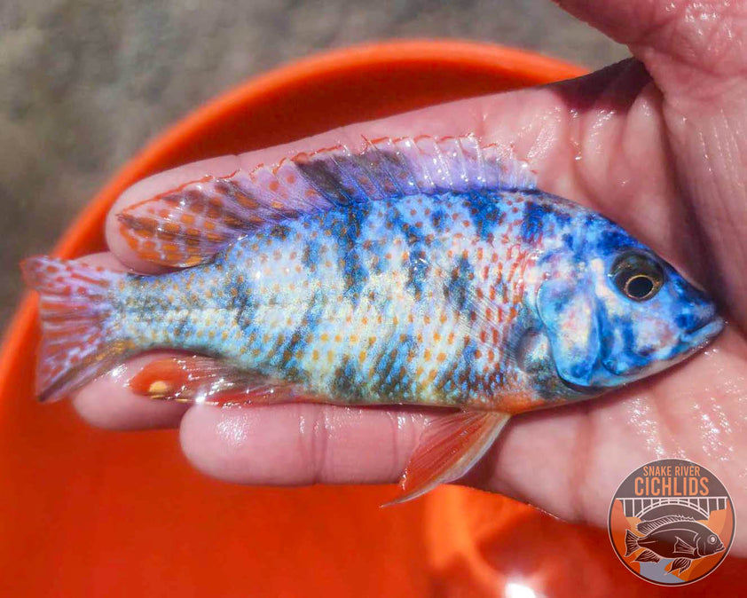 Red Empress OB Cichlid – Snake River Cichlids