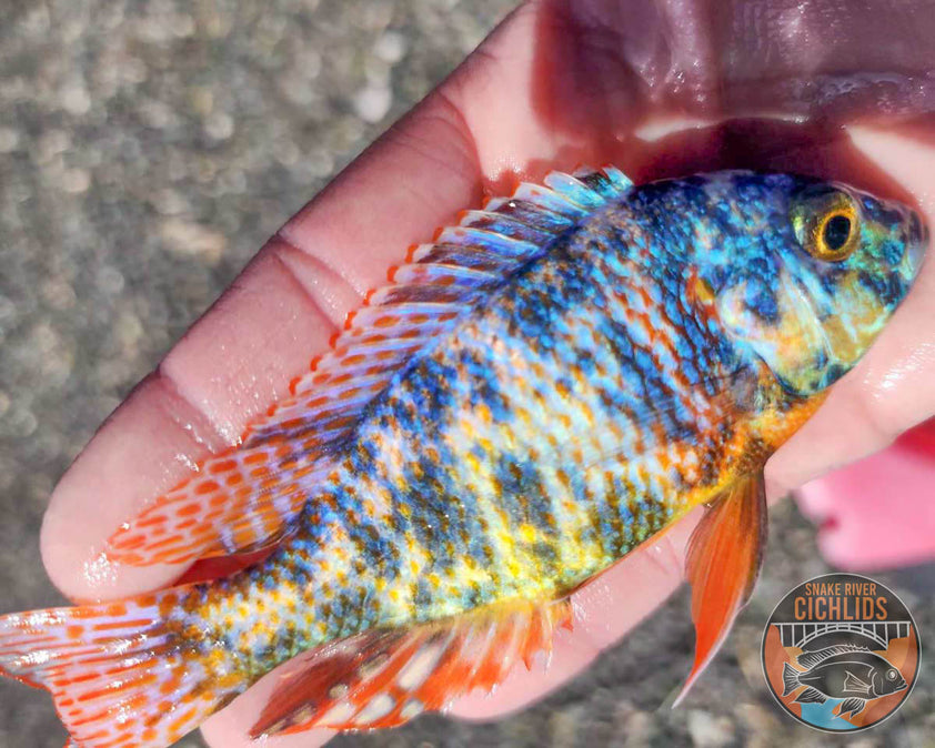 Red Empress OB Cichlid – Snake River Cichlids