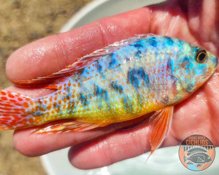 Red Empress OB Cichlid – Snake River Cichlids