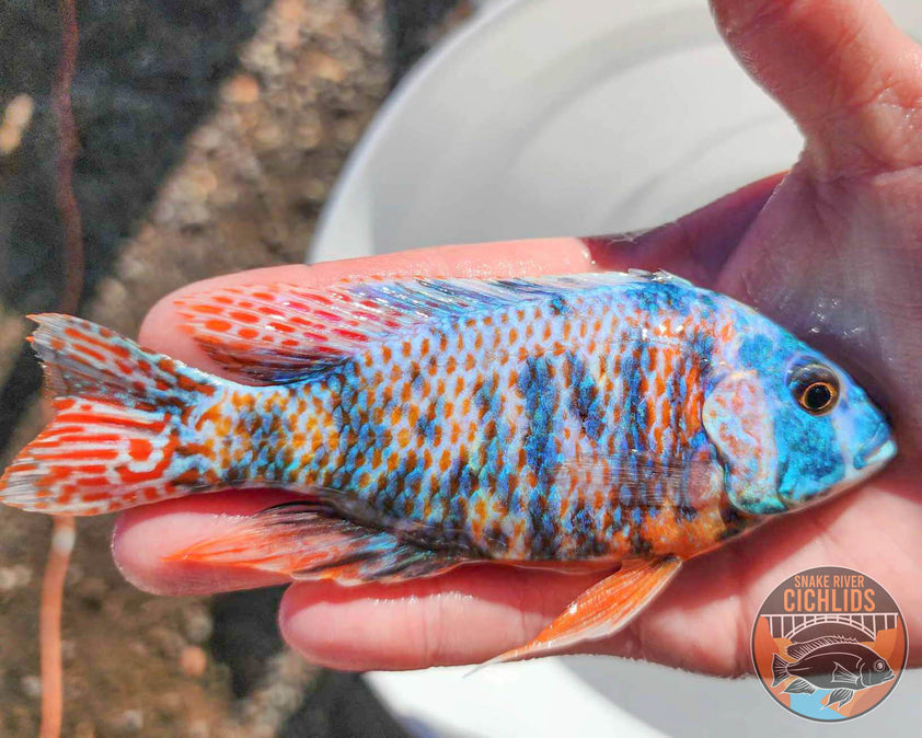 Red Empress OB Cichlid – Snake River Cichlids