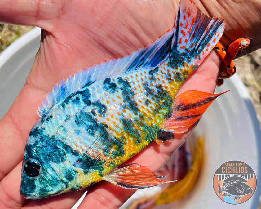 Red Empress OB Cichlid – Snake River Cichlids