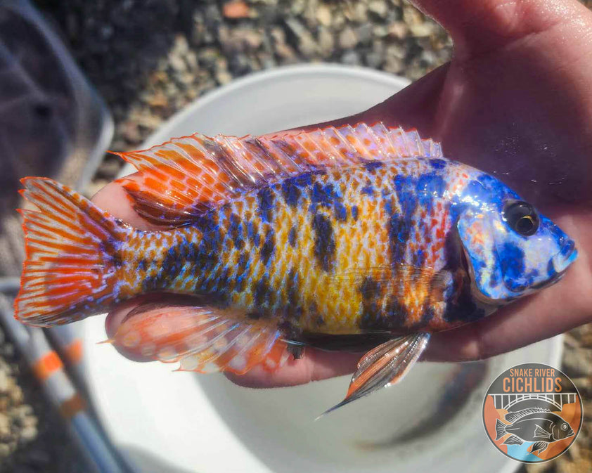 Red Empress OB Cichlid – Snake River Cichlids