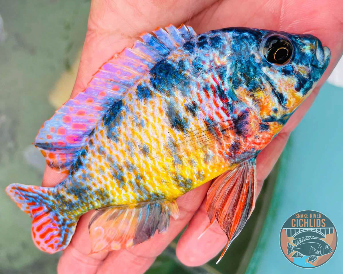 Red Empress OB Cichlid – Snake River Cichlids
