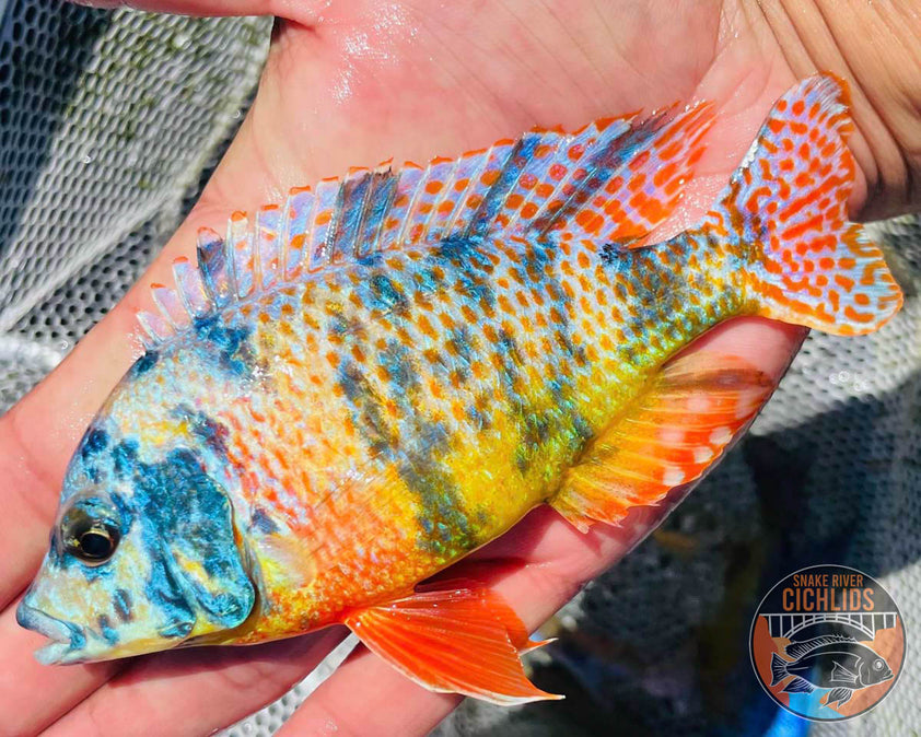 Red Empress OB Cichlid – Snake River Cichlids
