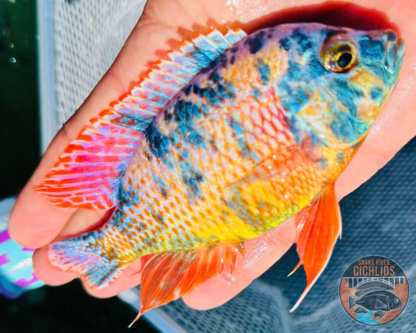 Red Empress OB Cichlid – Snake River Cichlids