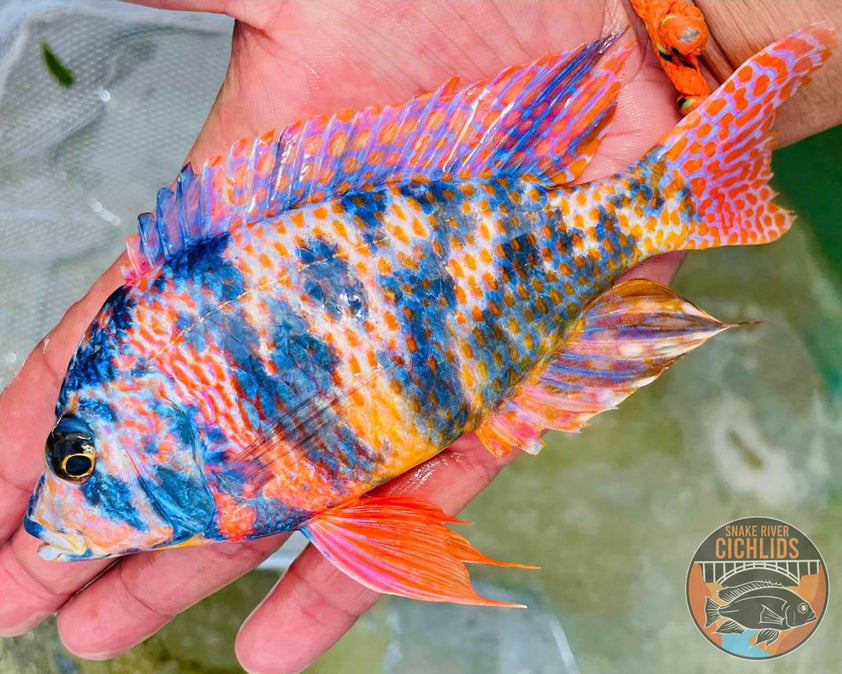 Red Empress OB Cichlid – Snake River Cichlids