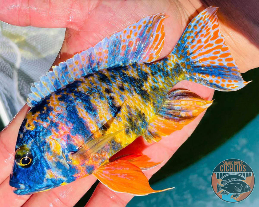Red Empress OB Cichlid – Snake River Cichlids
