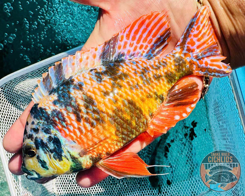 Red Empress OB Cichlid – Snake River Cichlids