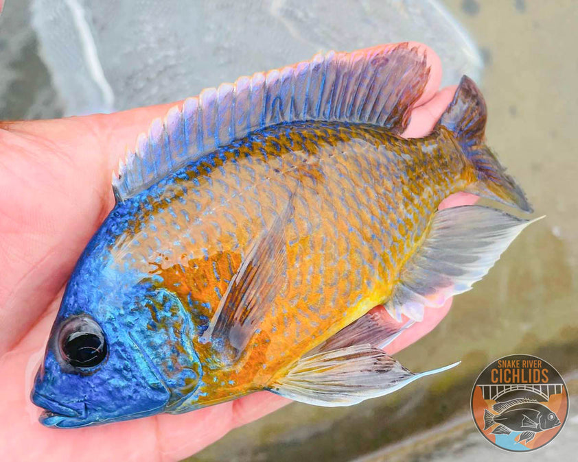 Red Fin Borleyi Hap Cichlid – Snake River Cichlids