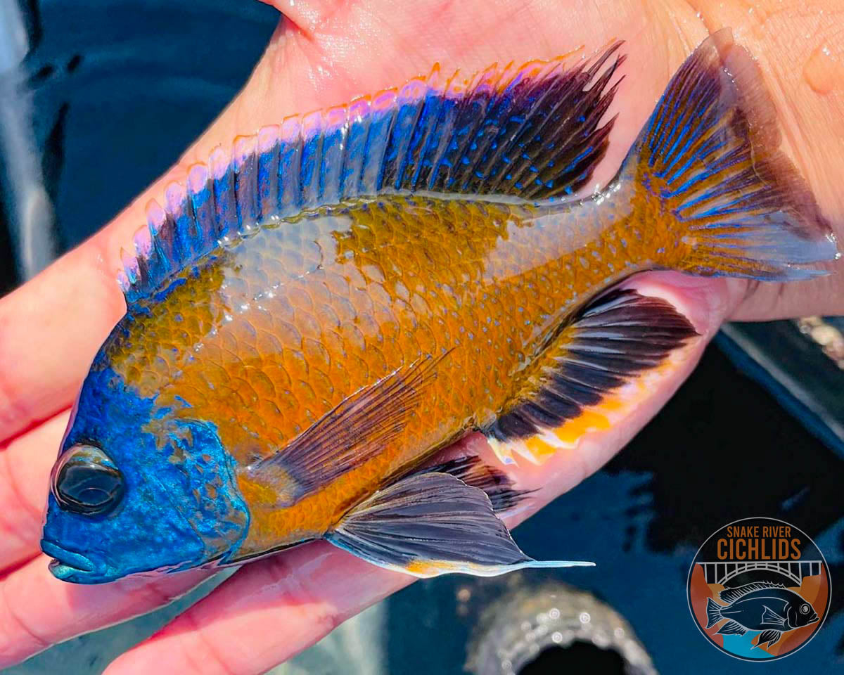 Red Fin Borleyi Hap Cichlid – Snake River Cichlids