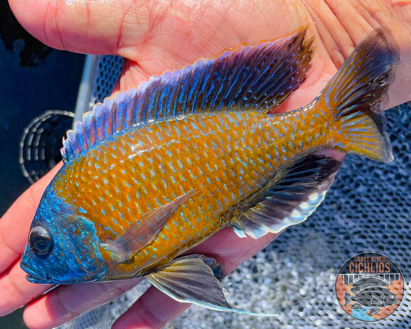 Red Fin Borleyi Hap Cichlid – Snake River Cichlids