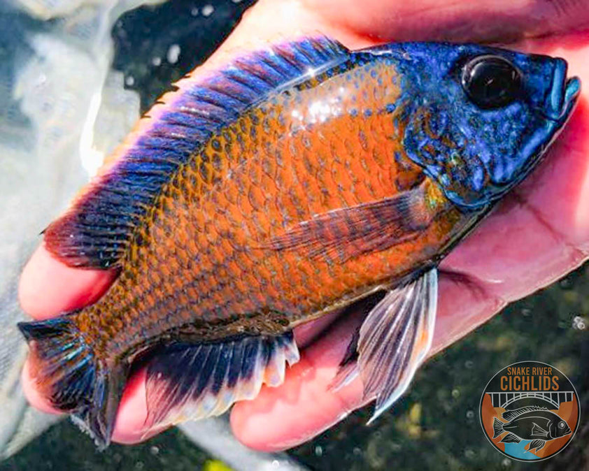 Red Fin Borleyi Hap Cichlid – Snake River Cichlids
