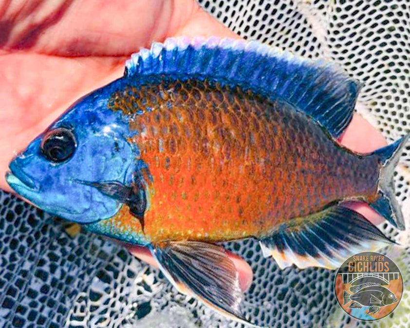 Red Fin Borleyi Hap Cichlid – Snake River Cichlids