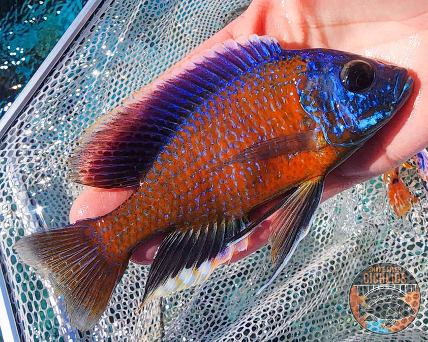 Red Fin Borleyi Hap Cichlid – Snake River Cichlids