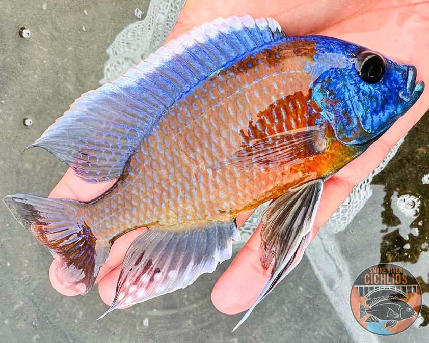 Red Fin Borleyi Hap Cichlid – Snake River Cichlids