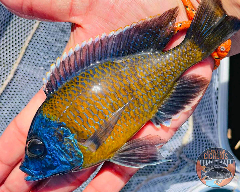 Red Fin Borleyi Hap Cichlid – Snake River Cichlids