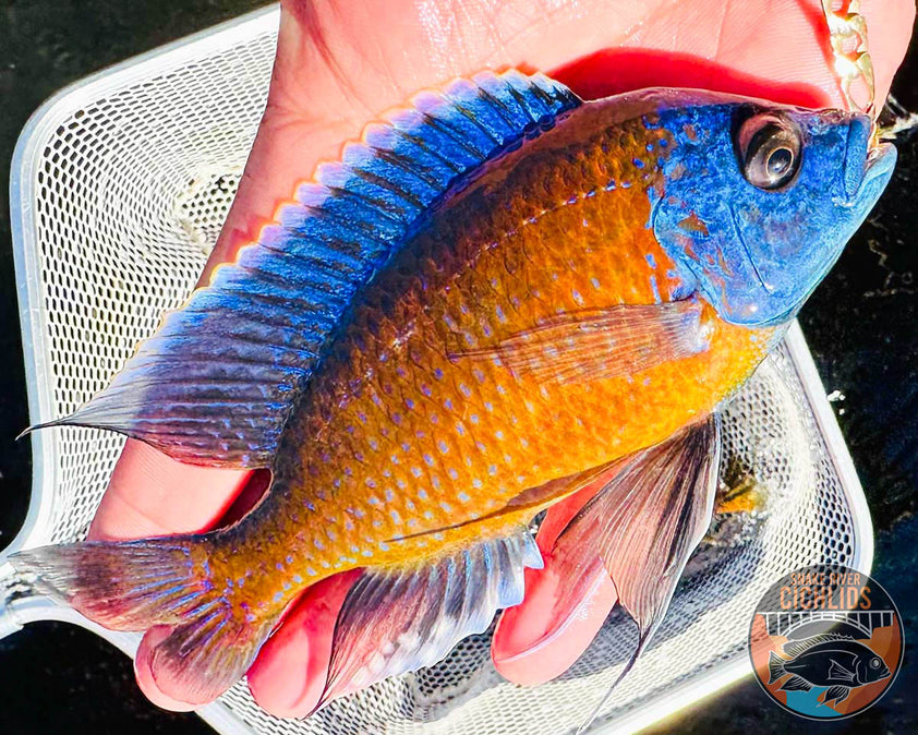 Red Fin Borleyi Hap Cichlid – Snake River Cichlids