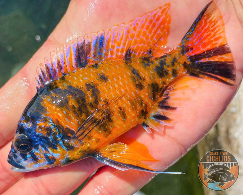 Red Fin Borleyi OB Cichlid – Snake River Cichlids