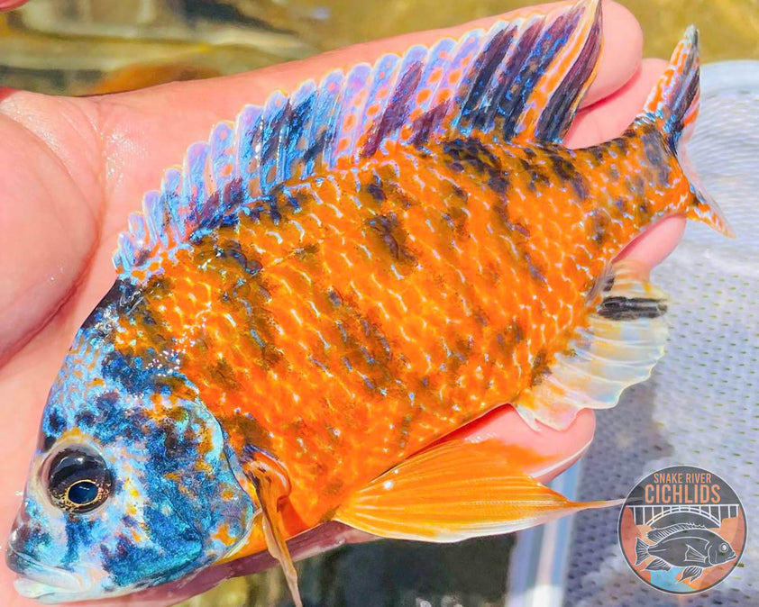 Red Fin Borleyi OB Cichlid – Snake River Cichlids