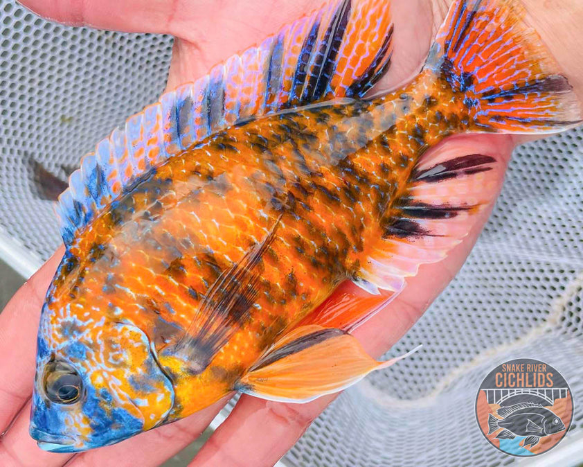 Red Fin Borleyi OB Cichlid – Snake River Cichlids