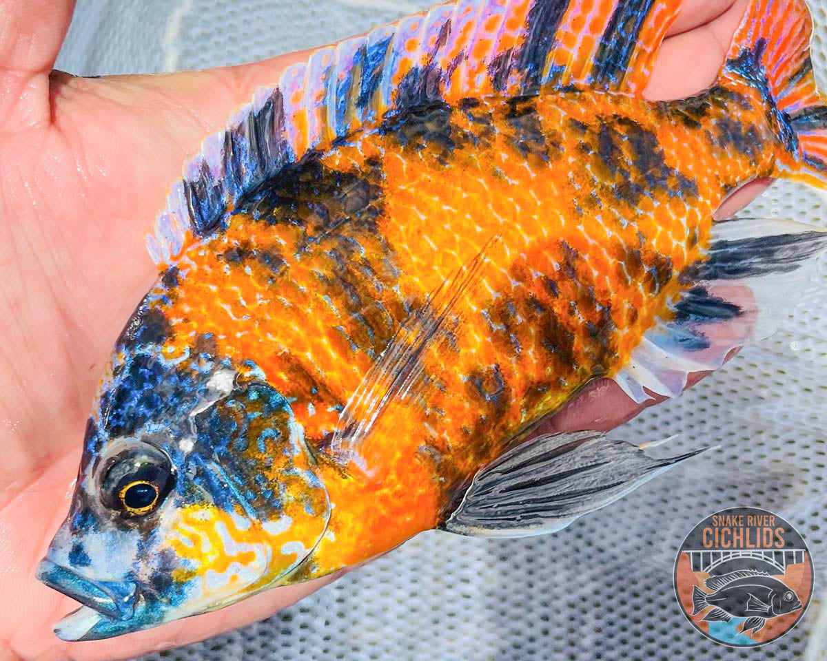 Red Fin Borleyi OB Cichlid – Snake River Cichlids
