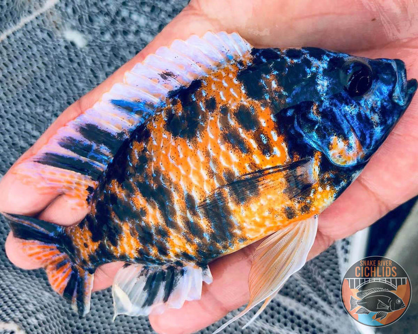 Red Fin Borleyi OB Cichlid – Snake River Cichlids