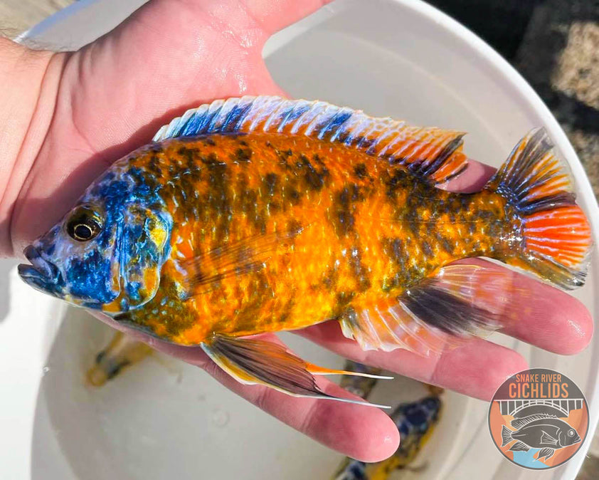 Red Fin Borleyi OB Cichlid – Snake River Cichlids
