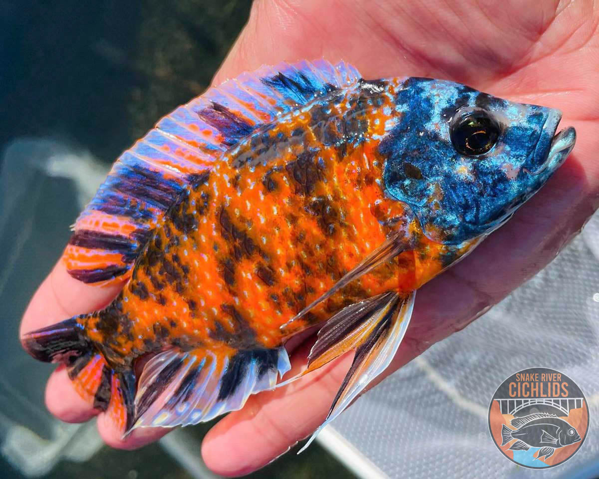 Red Fin Borleyi OB Cichlid – Snake River Cichlids