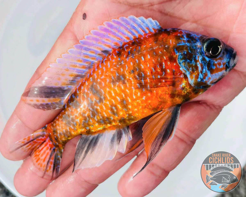 Red Fin Borleyi OB Cichlid – Snake River Cichlids