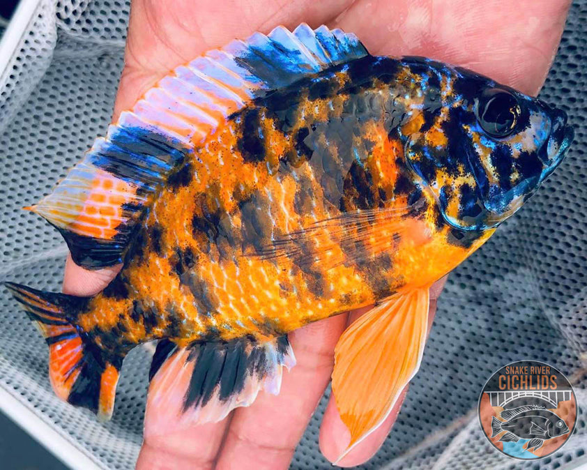 Red Fin Borleyi OB Cichlid – Snake River Cichlids