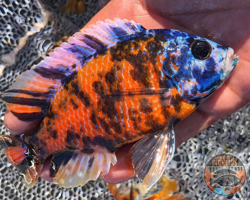 Red Fin Borleyi OB Cichlid – Snake River Cichlids