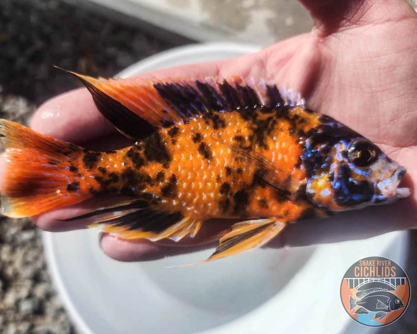 Red Fin Borleyi OB Cichlid – Snake River Cichlids