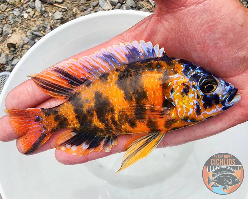 Red Fin Borleyi OB Cichlid – Snake River Cichlids