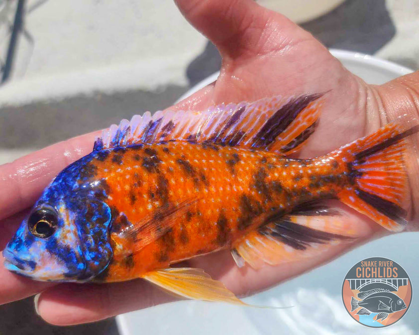 Red Fin Borleyi OB Cichlid – Snake River Cichlids