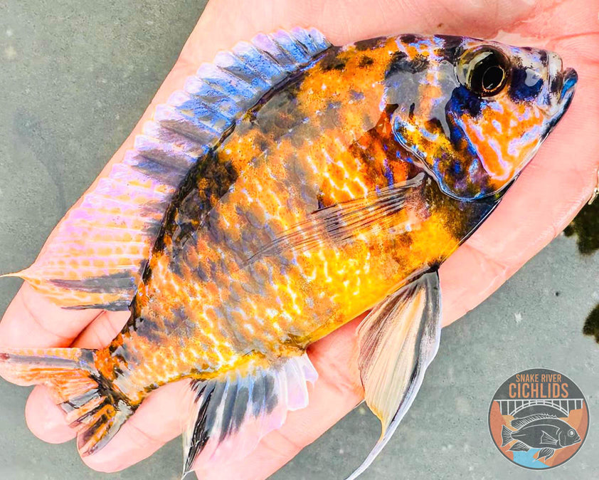 Red Fin Borleyi OB Cichlid – Snake River Cichlids