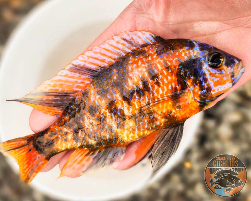 Red Fin Borleyi OB Cichlid – Snake River Cichlids
