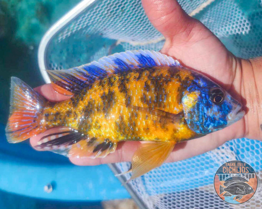 Red Fin Borleyi OB Cichlid – Snake River Cichlids