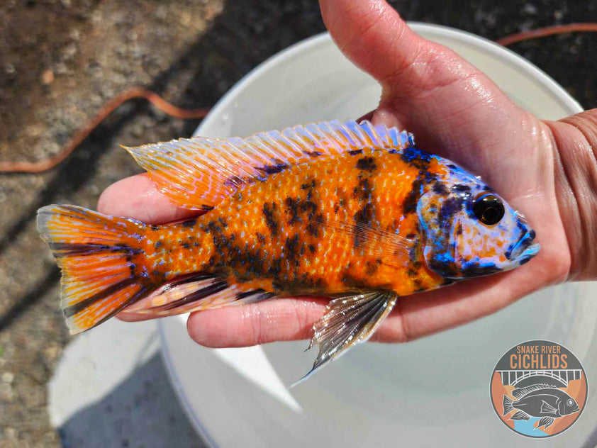 Red Fin Borleyi OB Cichlid – Snake River Cichlids