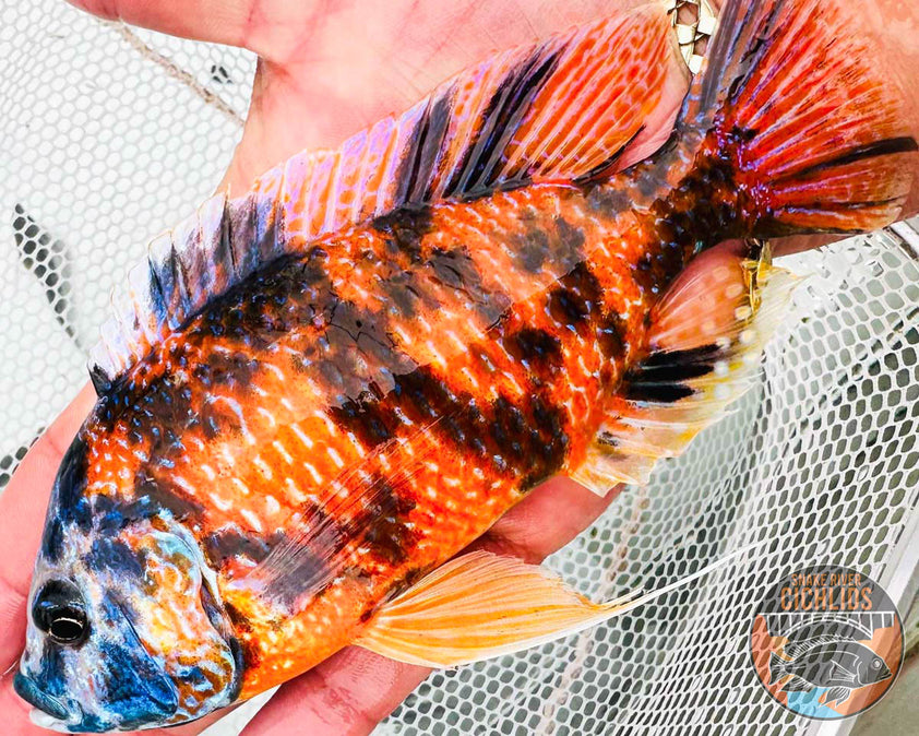 Red Fin Borleyi OB Cichlid – Snake River Cichlids