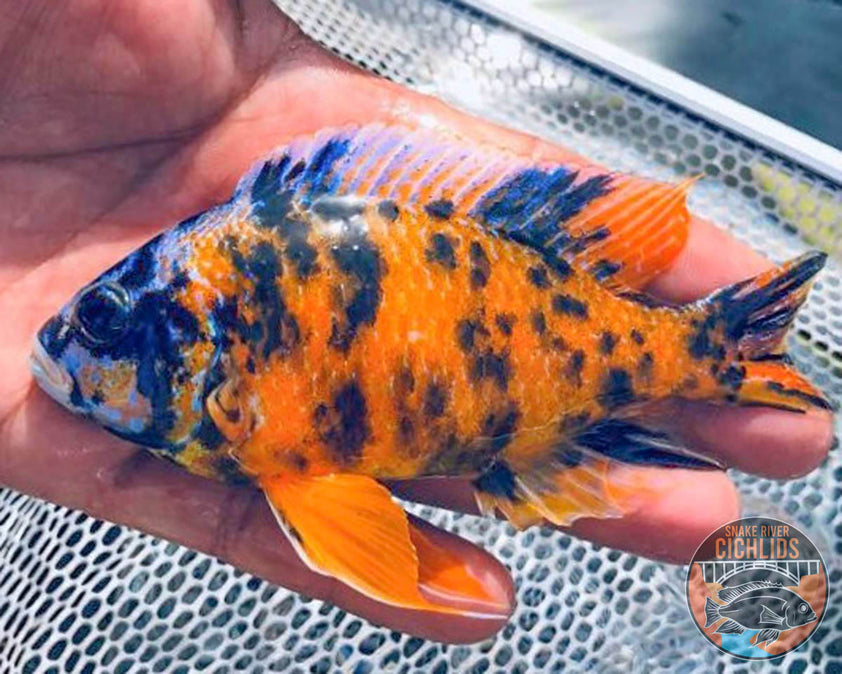Red Fin Borleyi OB Cichlid – Snake River Cichlids